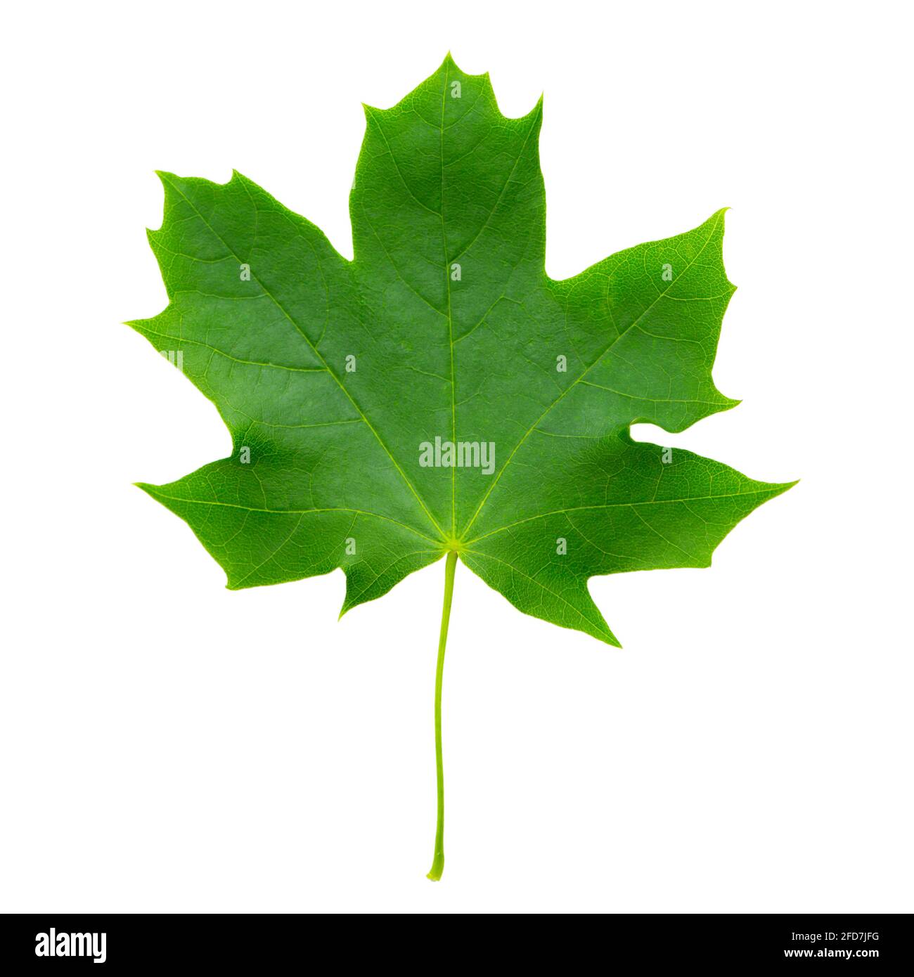 Green Sycamore leaf isolated on white background close-up. Detail for ...