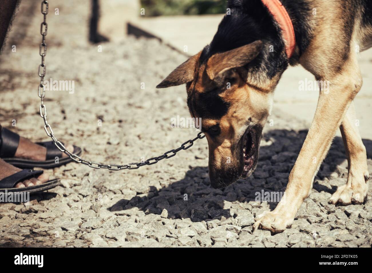 Young German Shepard dog takes a walk with its master along the lake ...