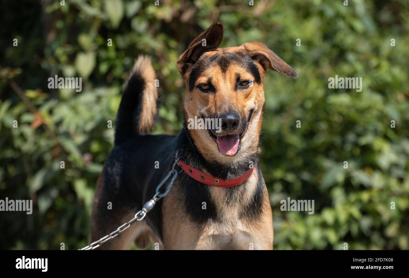 Young German Shepard dog takes a walk with its master along the lake ...