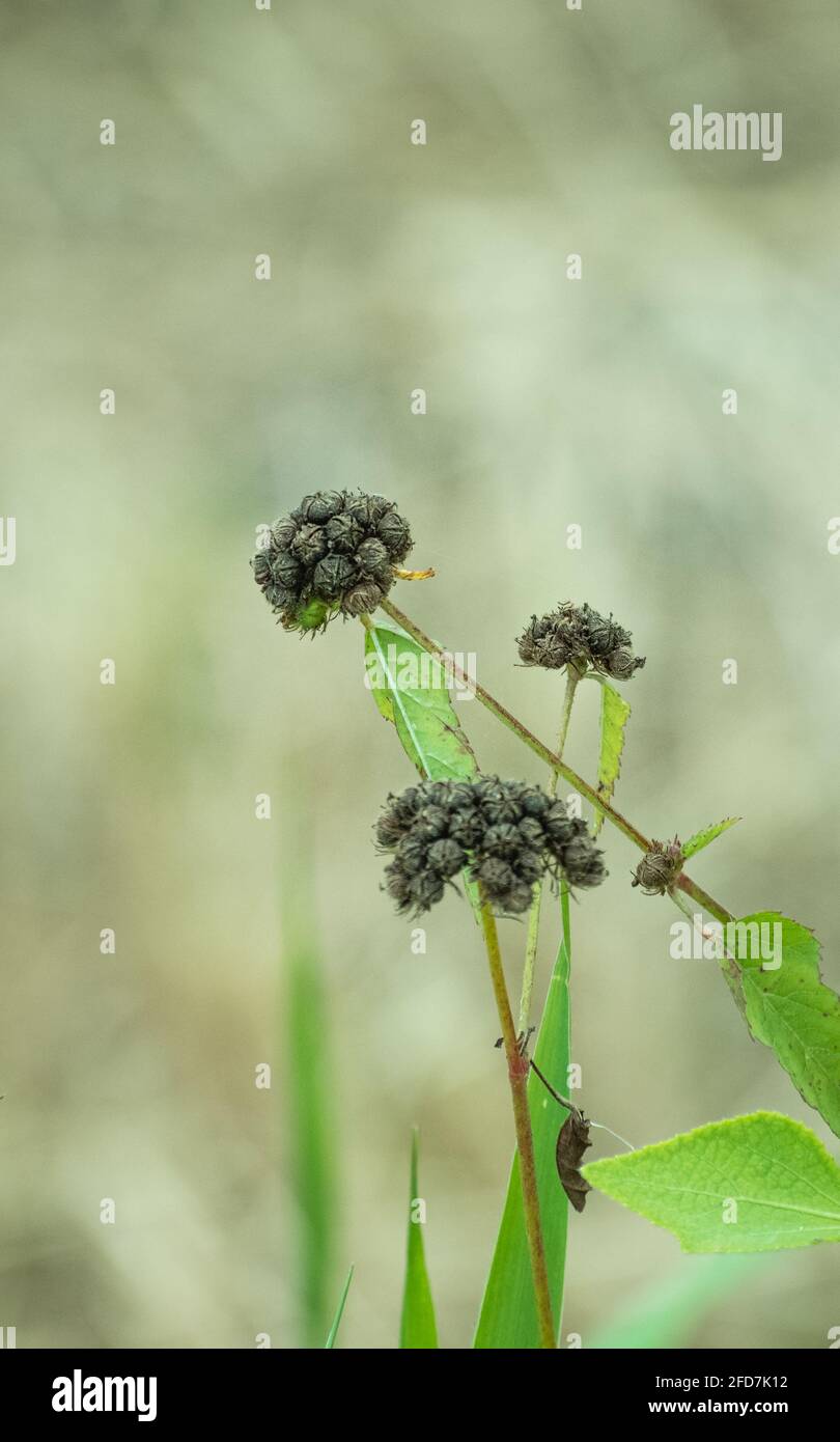Sharp plants hi-res stock photography and images - Alamy