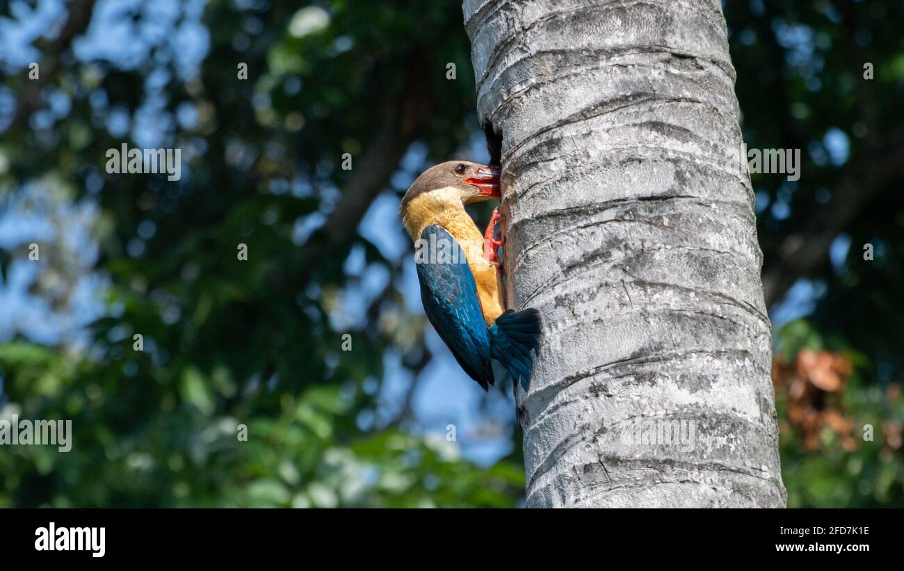 Bird Nest In Tree Hole