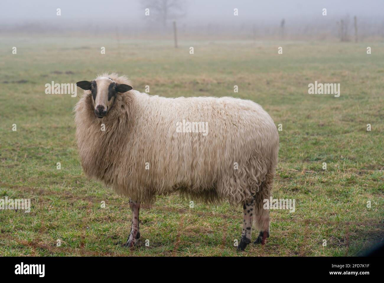 One sheep in the mist. The sheep looks into the camera, detail shot, in ...