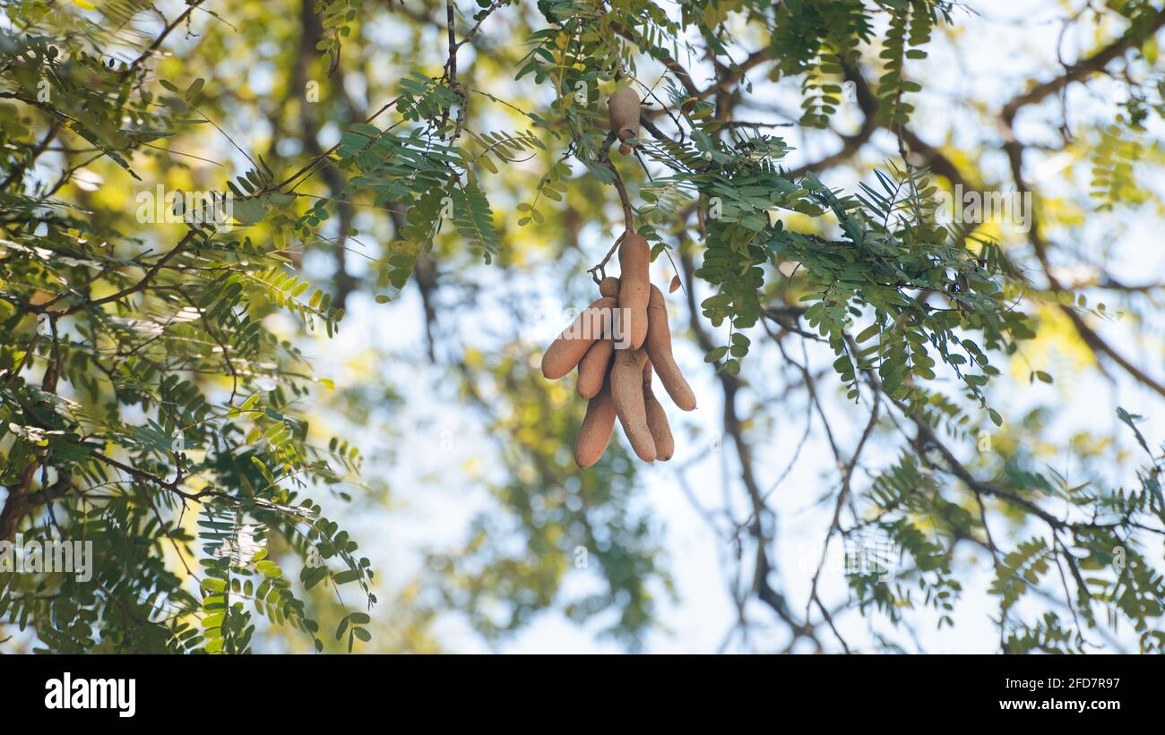 Tamarind tree hi-res stock photography and images - Alamy