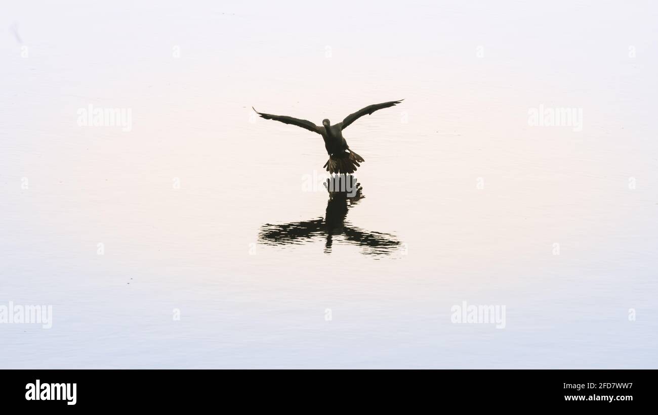 Indian cormorant bird landing on the calm water surface of the lake in ...