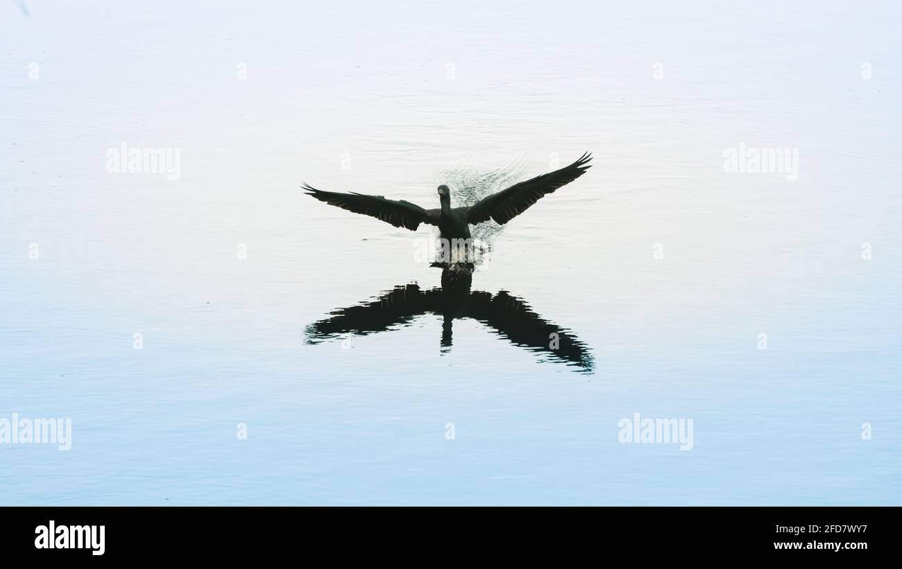 Indian cormorant bird landing on the calm water surface of the lake in ...