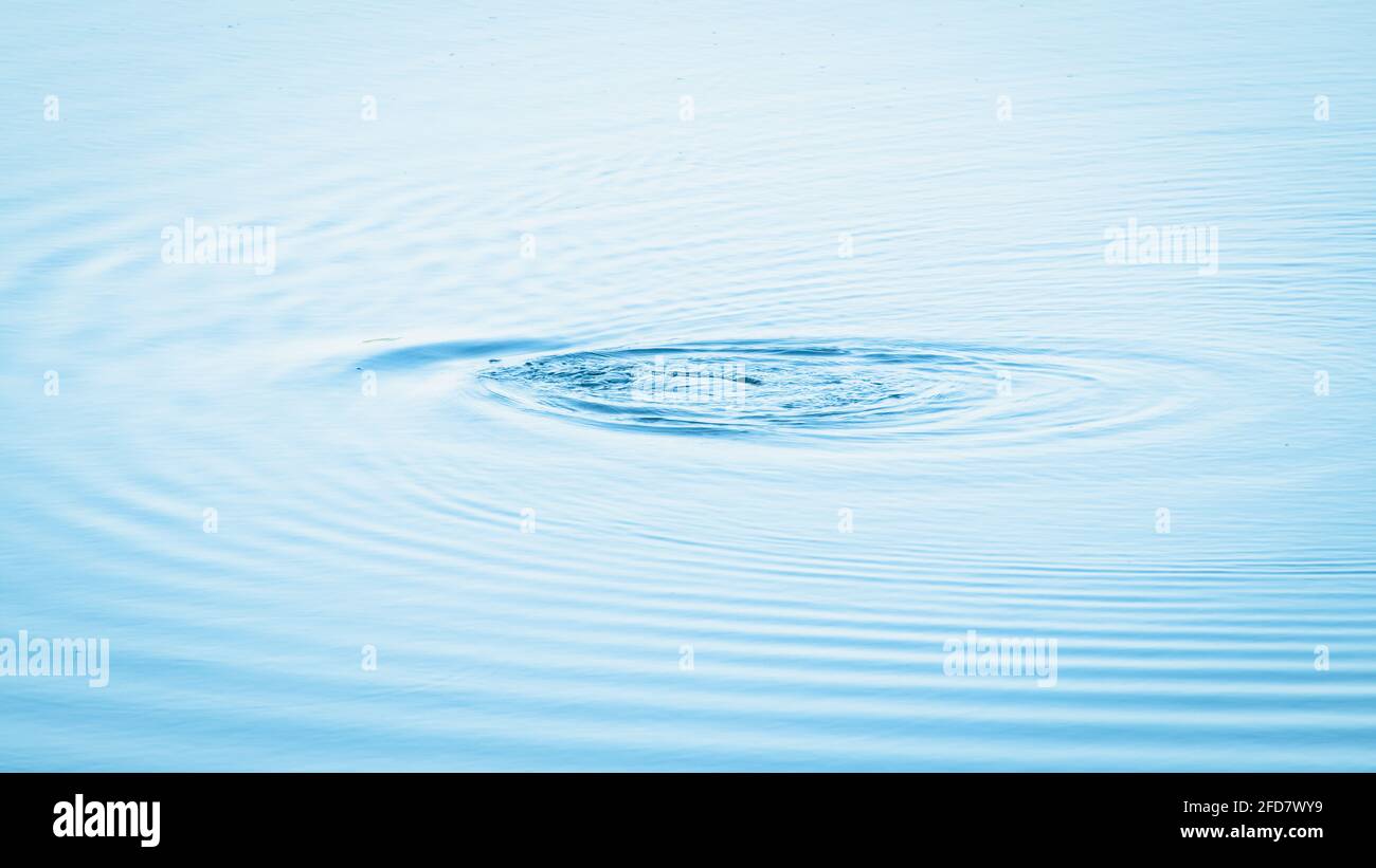 Bird diving in the lake water surface creates a water ripples effect ...