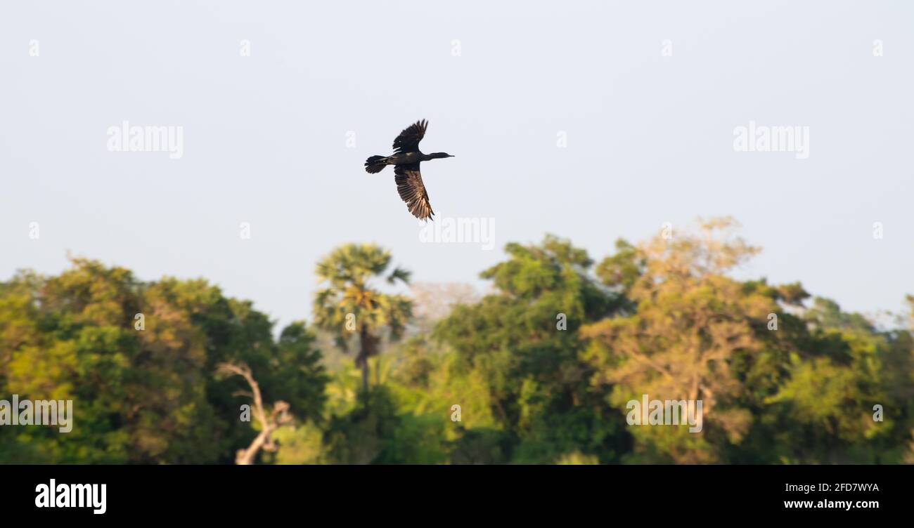 Indian cormorant bird in flight against trees on the shore of the ...