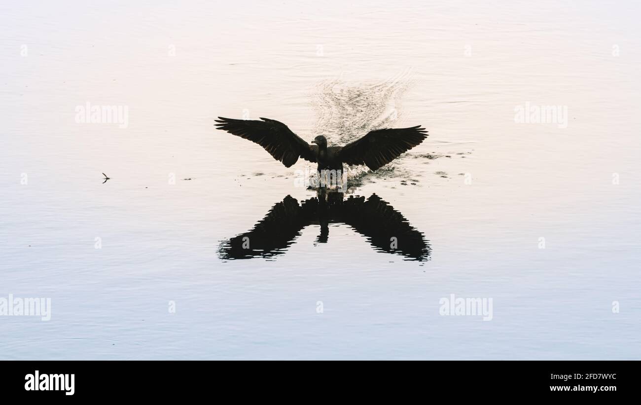 Indian cormorant bird landing on the calm water surface of the lake in ...