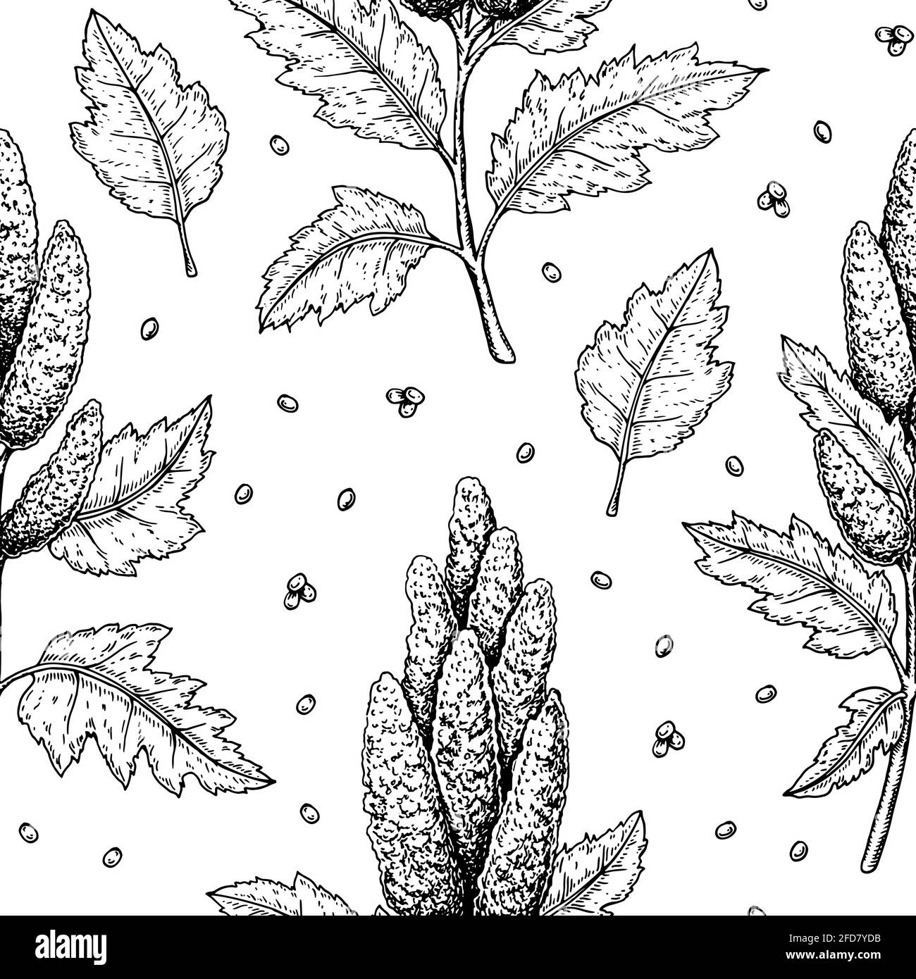 Quinoa seamless pattern. Vector illustration in sketch style Stock ...
