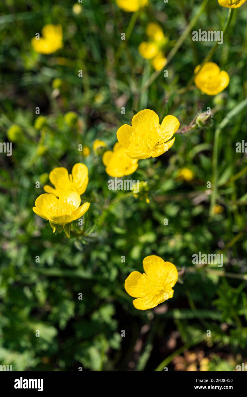 Ranunculus acris garden hi-res stock photography and images - Alamy