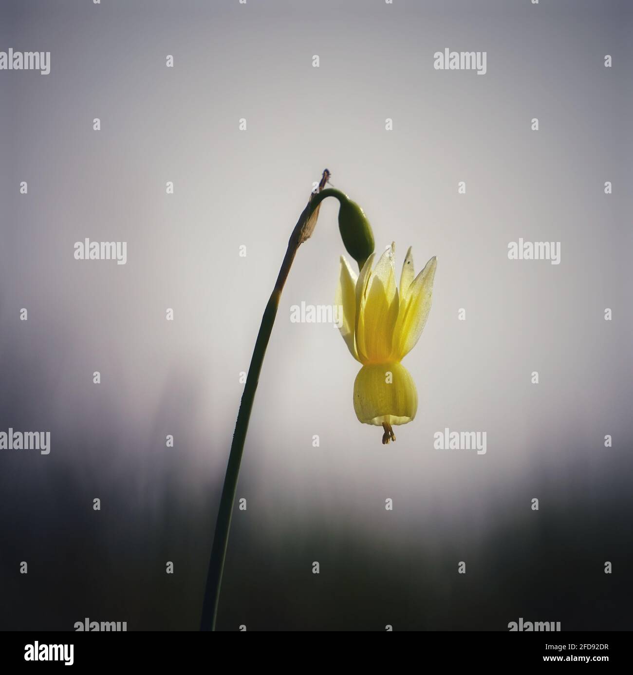 Daffodil angels tears hi-res stock photography and images - Alamy