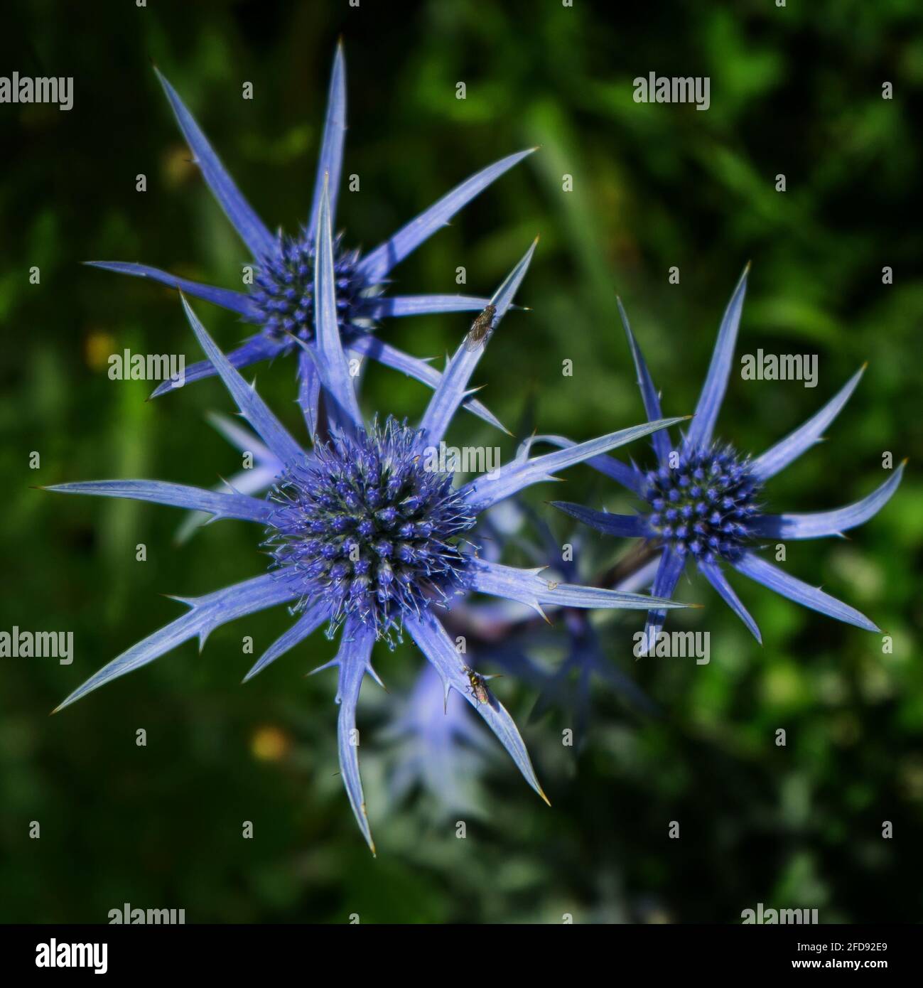 Top view of three feverweed plants Stock Photo - Alamy