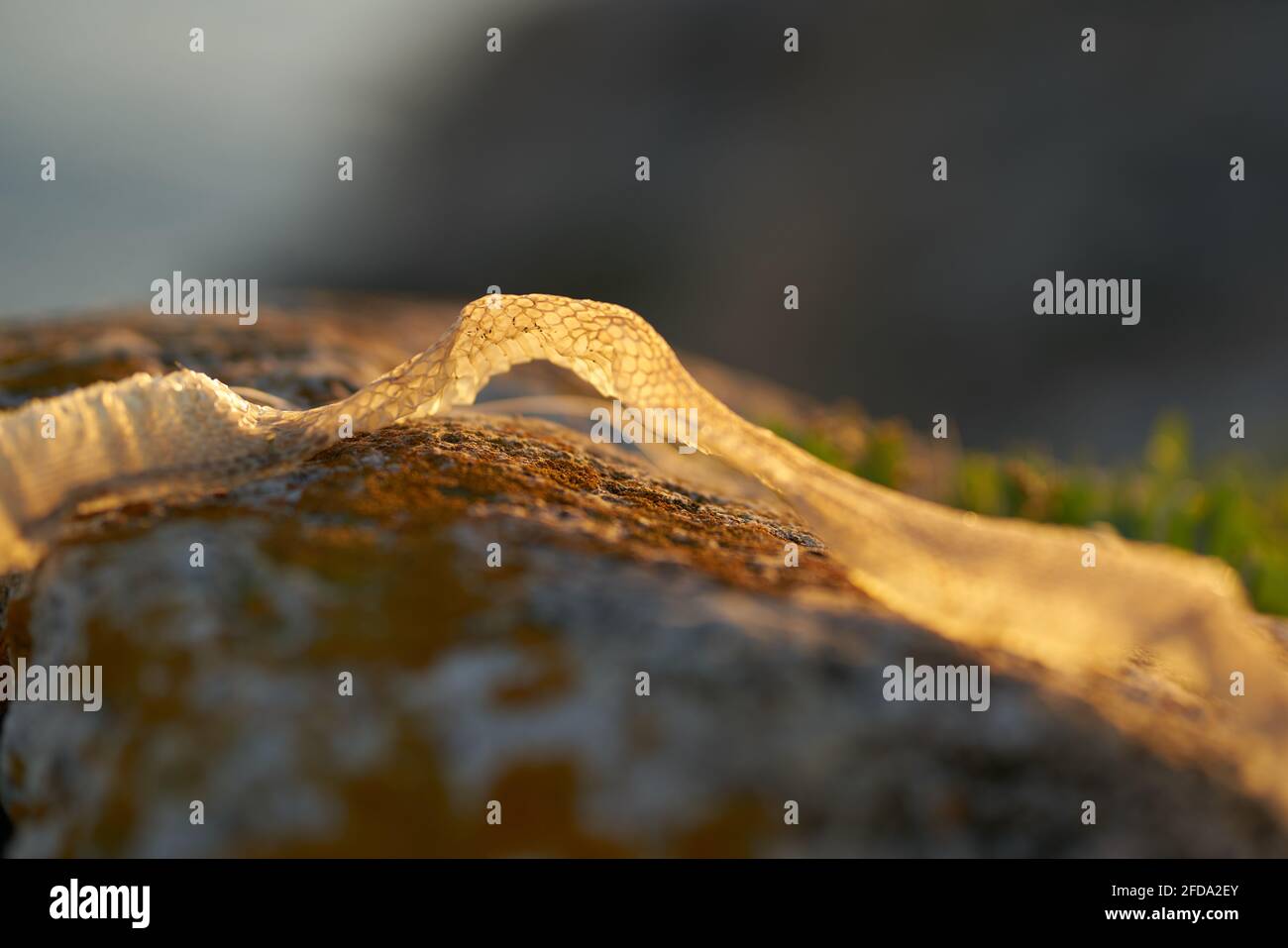 dried skin of a snake on the sand in nature in the mountains Stock ...