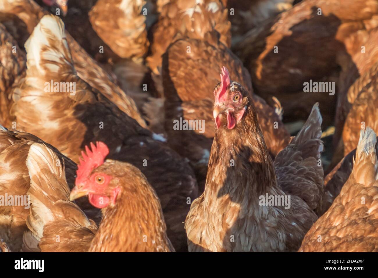 Group of brown chickens live outdoors at bio poultry farm. Rural ...