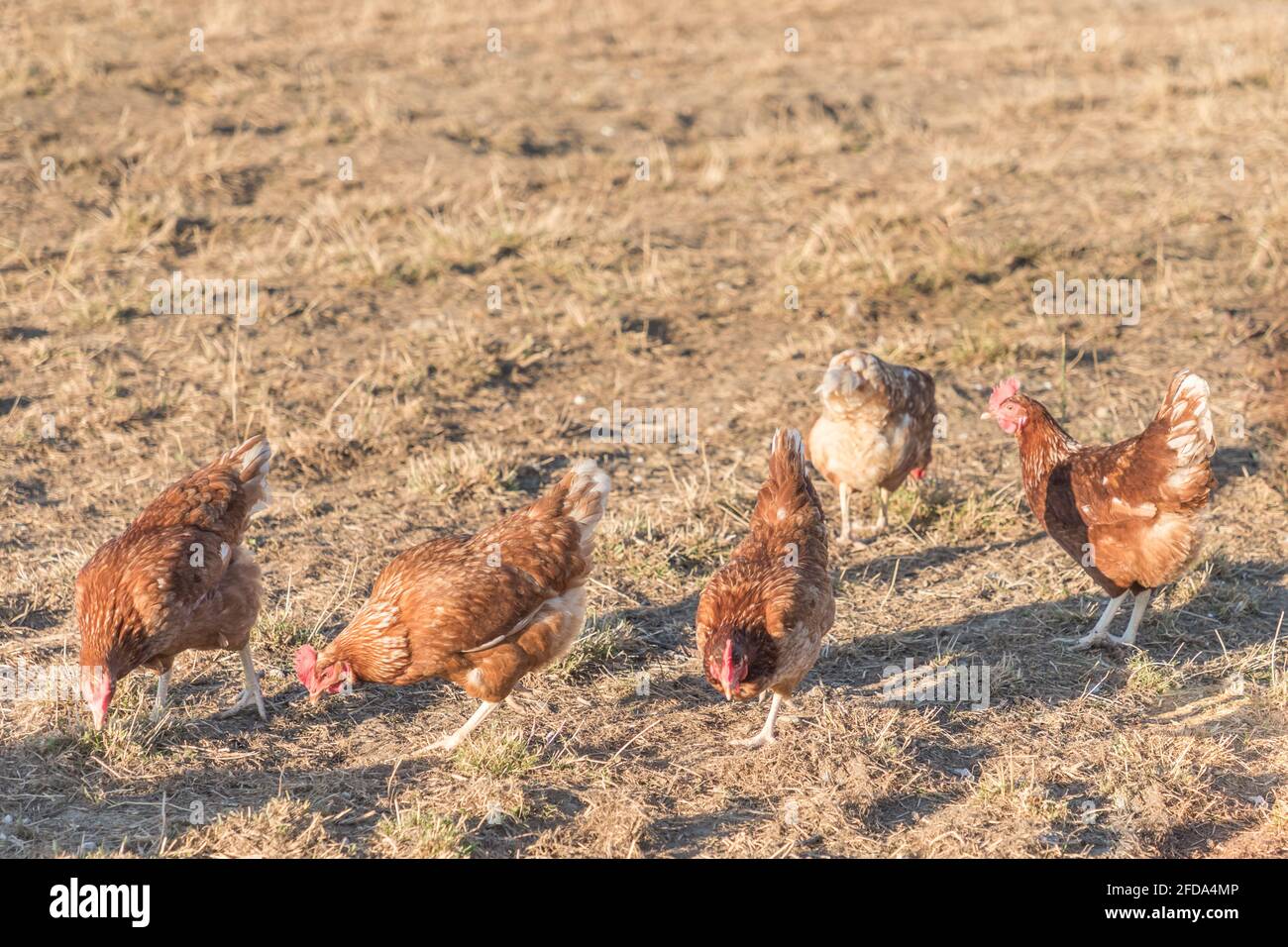 Brown chickens live outdoors at bio poultry farm grass meadow. Rural ...