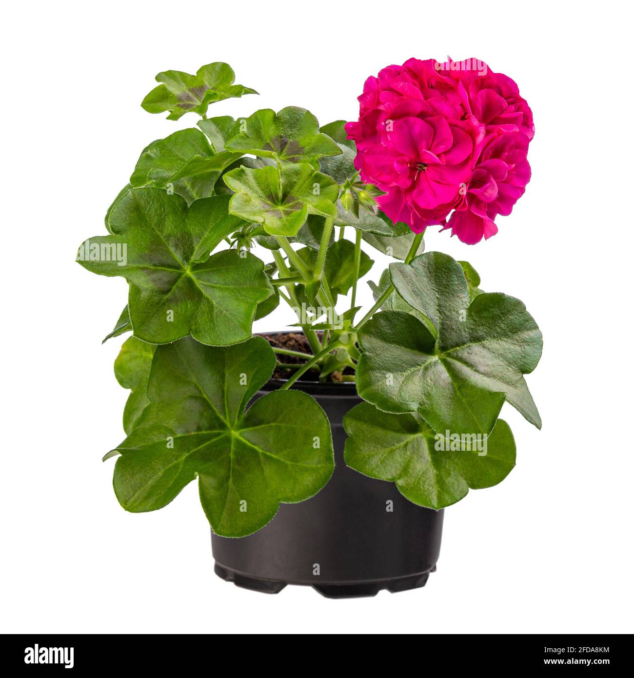 Beautiful pink pelargonium in flower pot isolated on white background ...