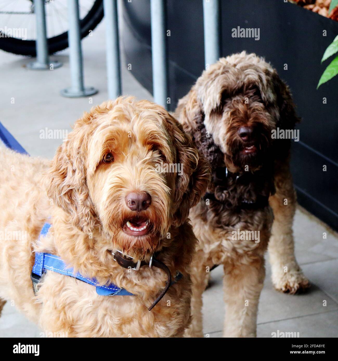 Labradoodles hi-res stock photography and images - Alamy