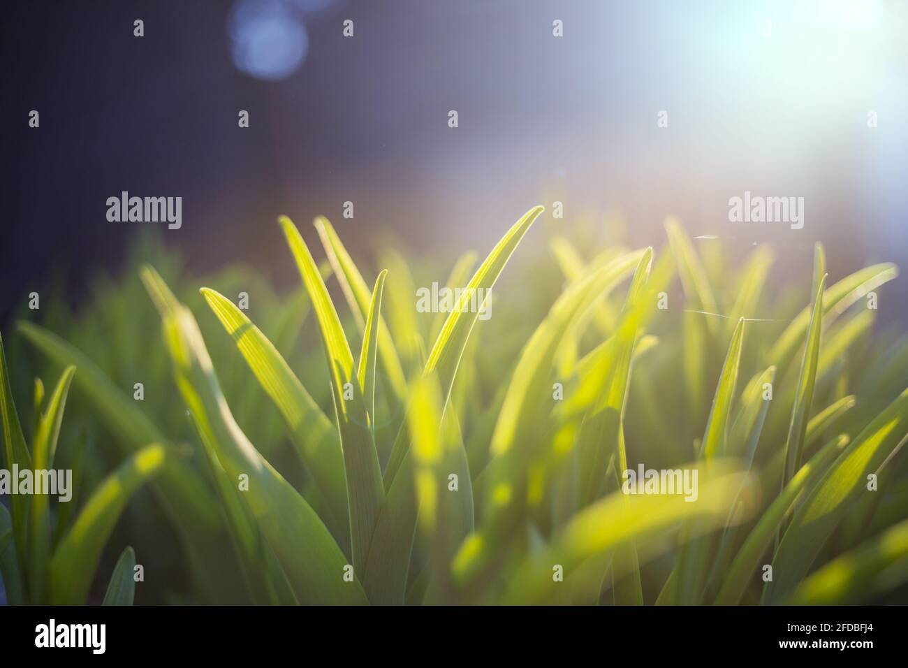 Gaeden plant hi-res stock photography and images - Alamy