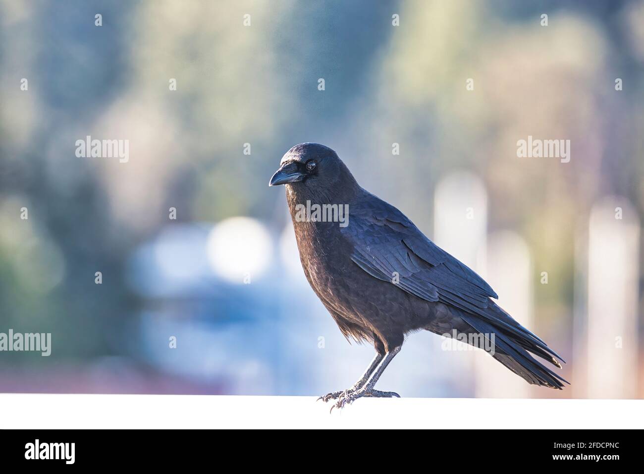 A crow standing on white copy space Stock Photo - Alamy
