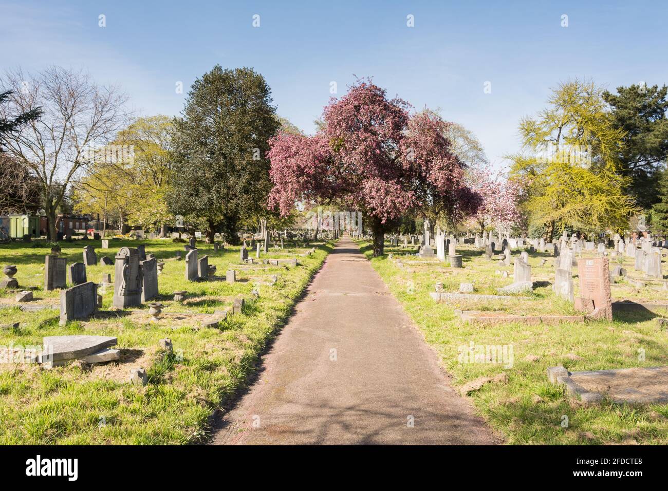 Ornamental Cherry trees in North Sheen Cemetery, Mortlake, London, U.K ...