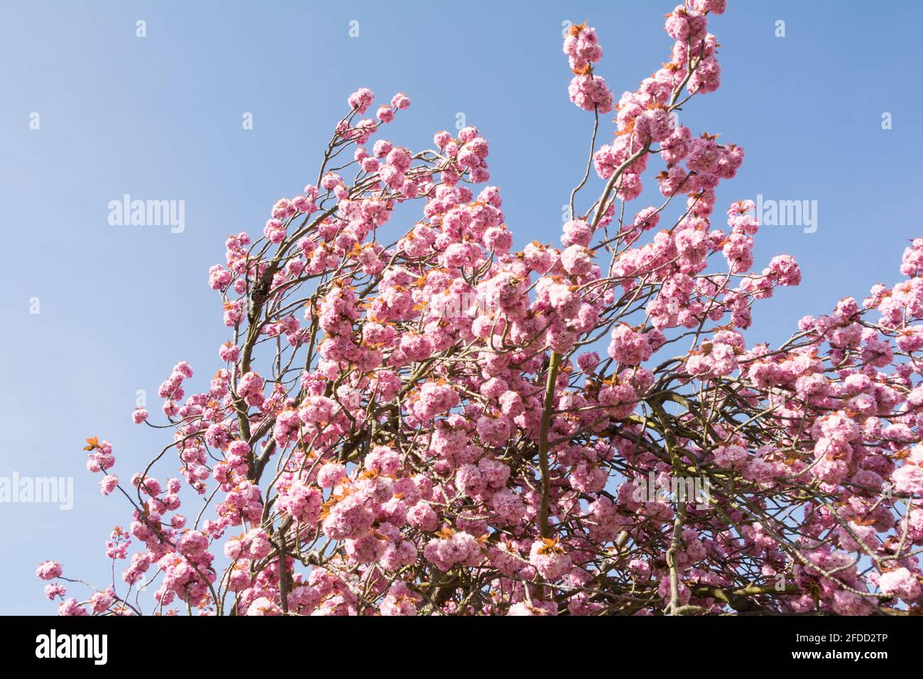 Blue cherry blossom trees hi-res stock photography and images - Alamy