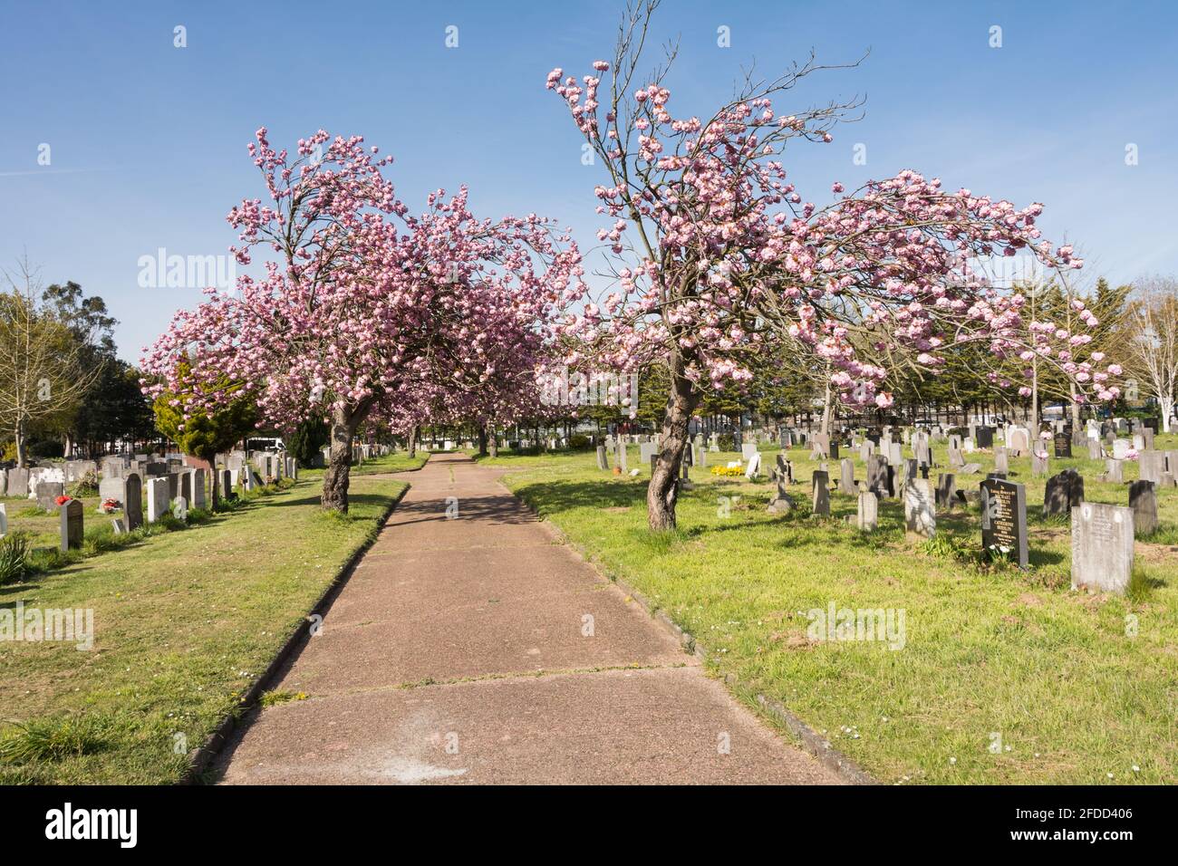 London cherry blossom nobody hi-res stock photography and images - Alamy