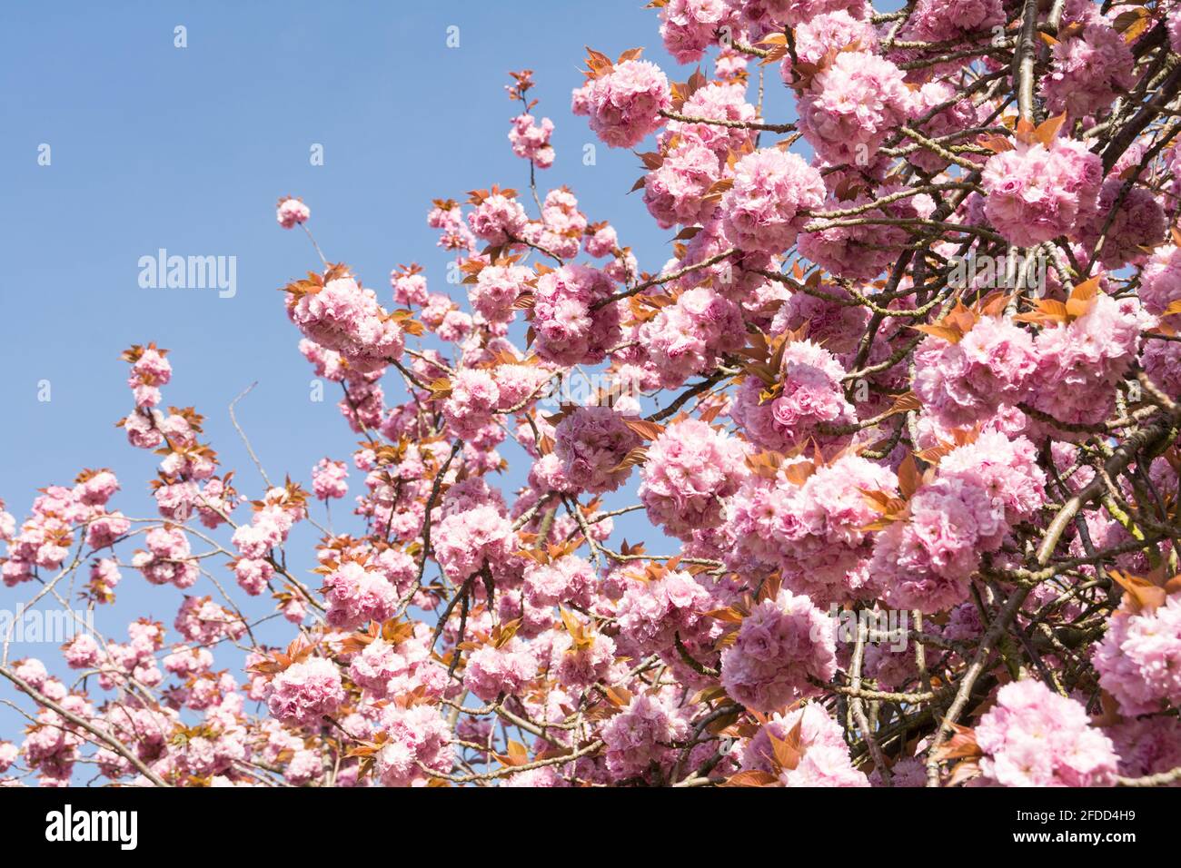 Blue cherry blossom trees hi-res stock photography and images - Alamy
