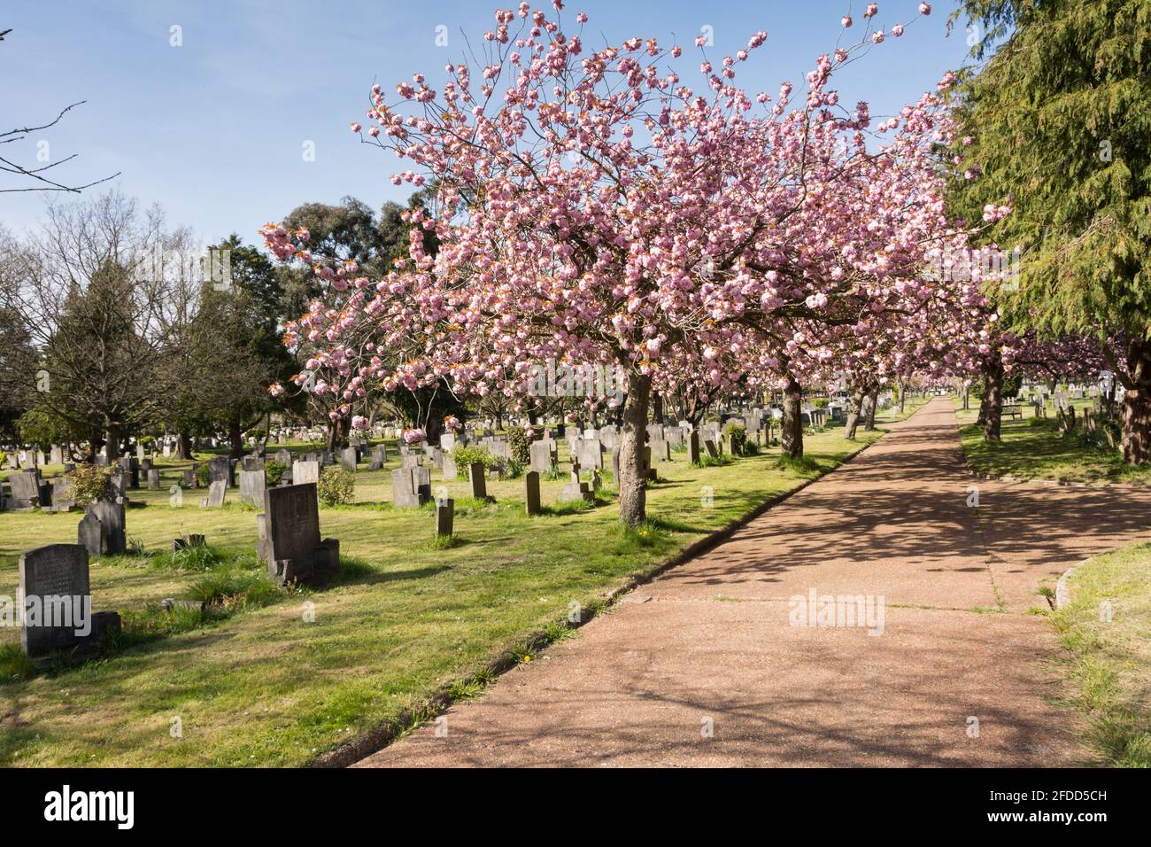 Ornamental Cherry trees in North Sheen Cemetery, Mortlake, London, U.K ...