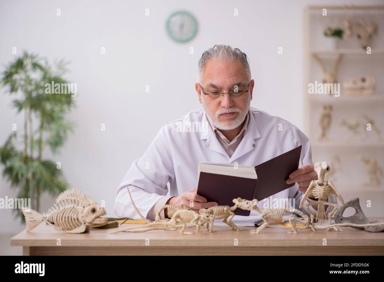 Experienced male paleontologist examining ancient animals at lab Stock ...