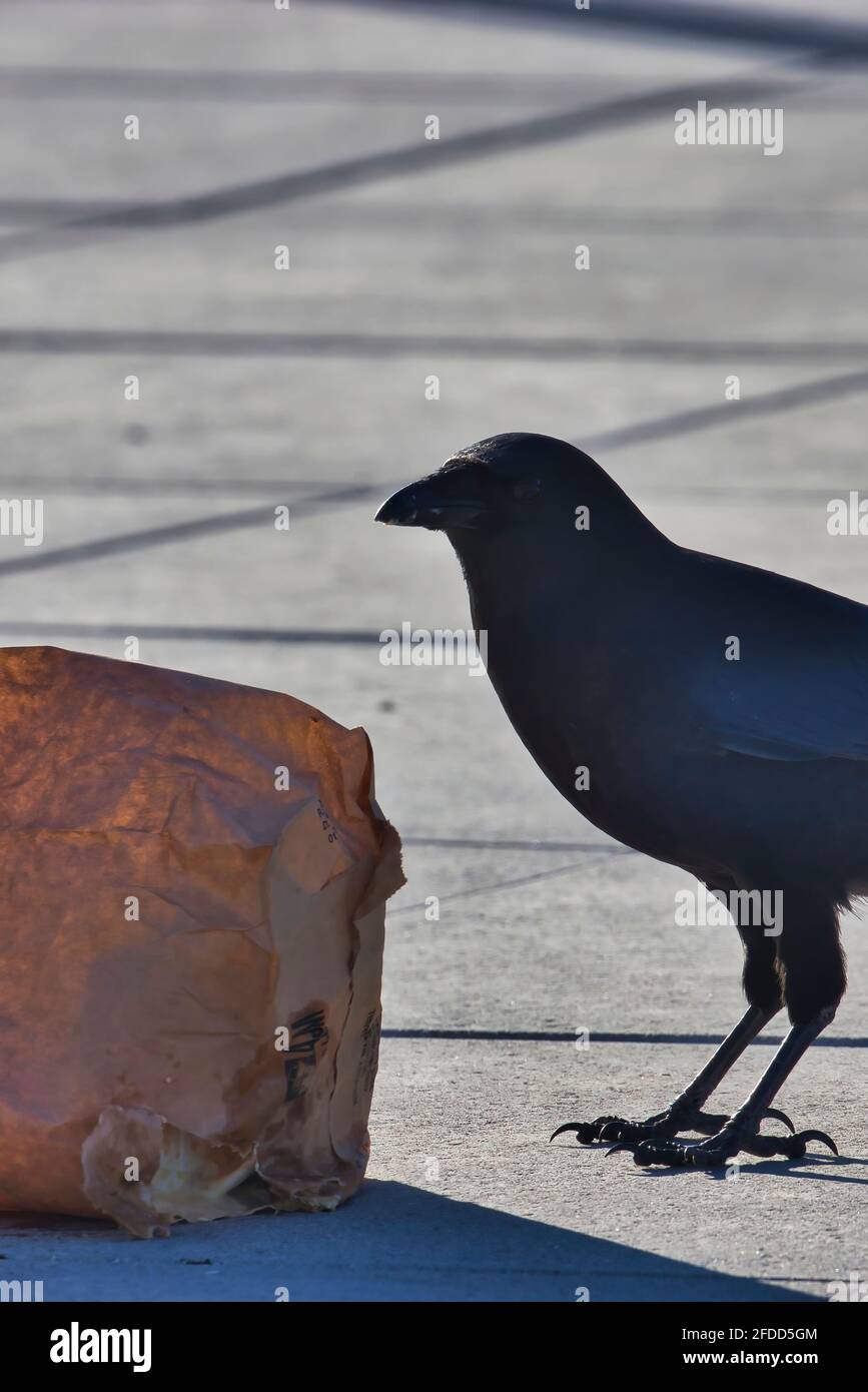 dark black crow pecking at a paper bag Stock Photo - Alamy