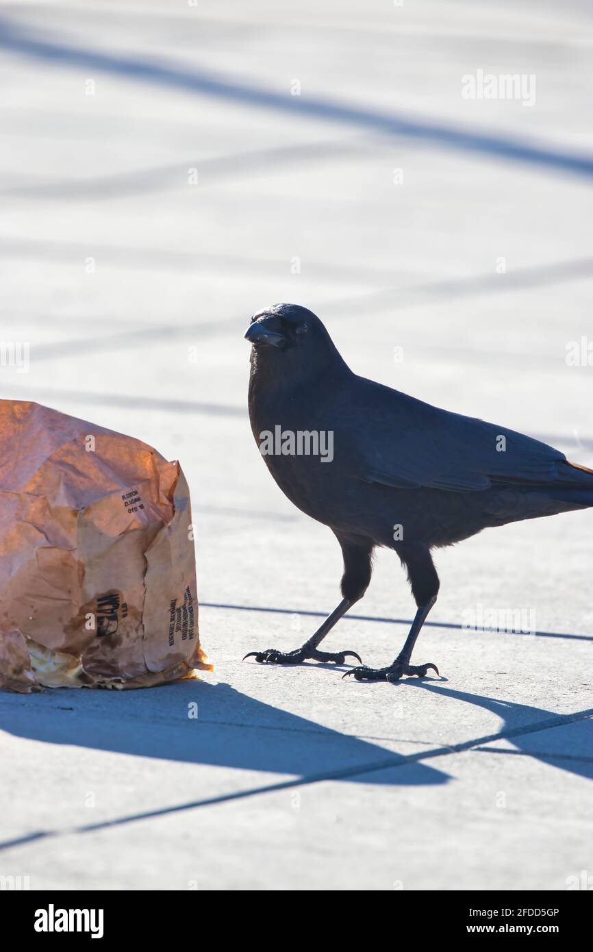 dark black crow pecking at a paper bag Stock Photo - Alamy