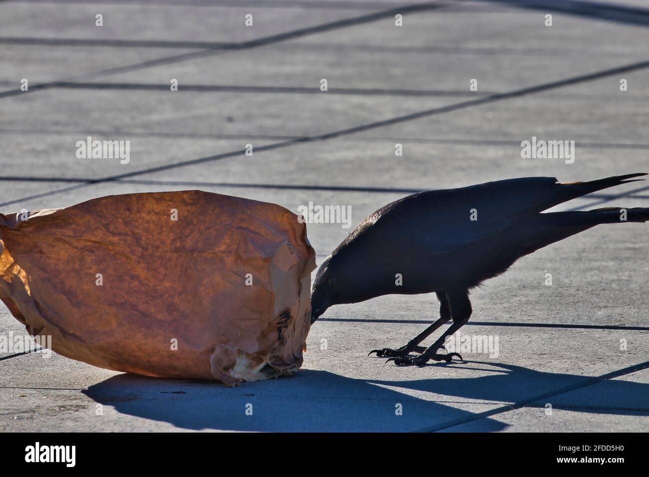 dark black crow pecking at a paper bag Stock Photo - Alamy