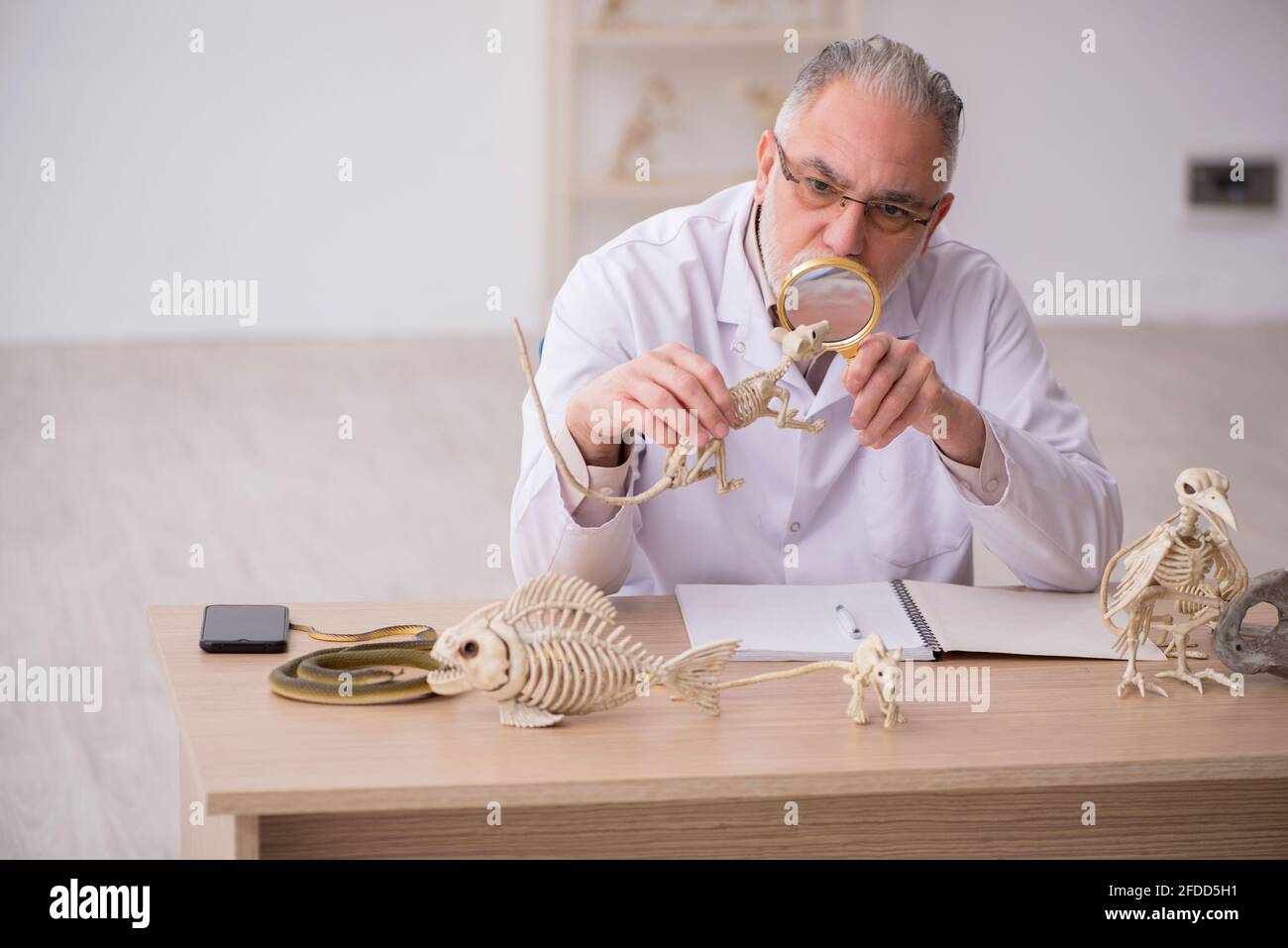 Experienced male paleontologist examining ancient animals at lab Stock ...