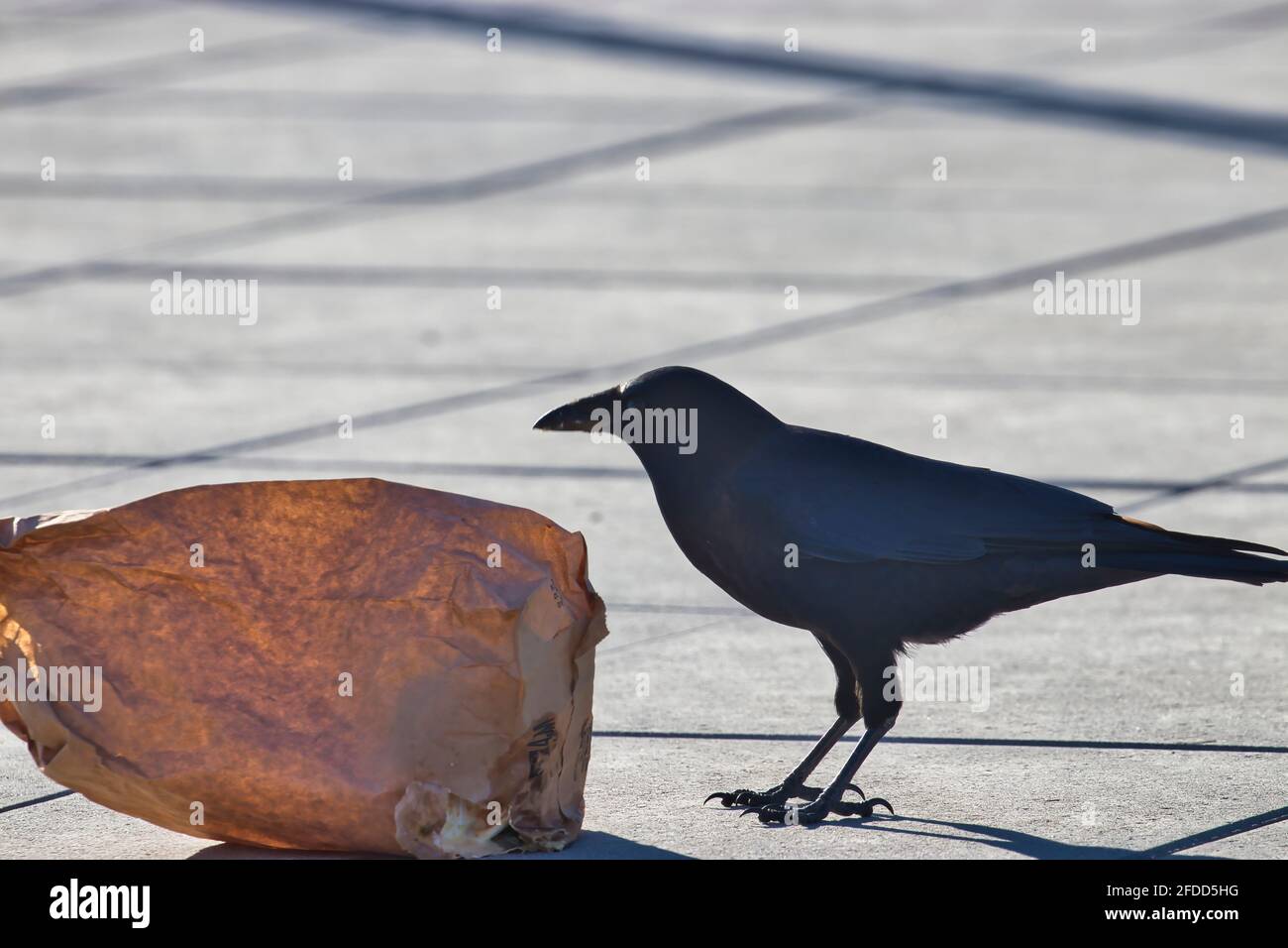 dark black crow pecking at a paper bag Stock Photo - Alamy