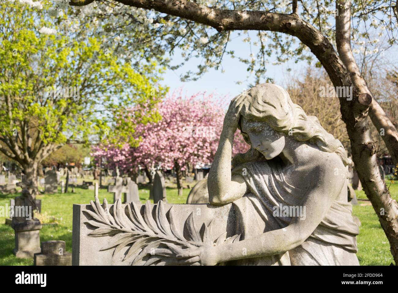 Lamenting angel female funeral sculpture and ornamental Cherry trees in ...