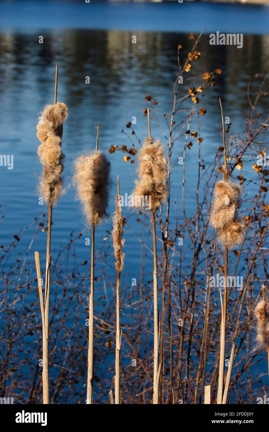 fluffy cat tails on the bank of a marina Stock Photo - Alamy