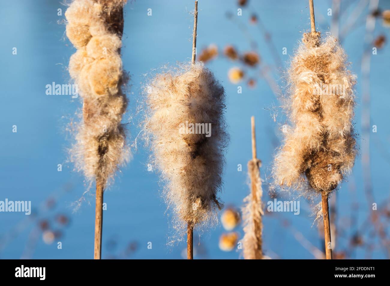 fluffy cat tails on the bank of a marina Stock Photo - Alamy