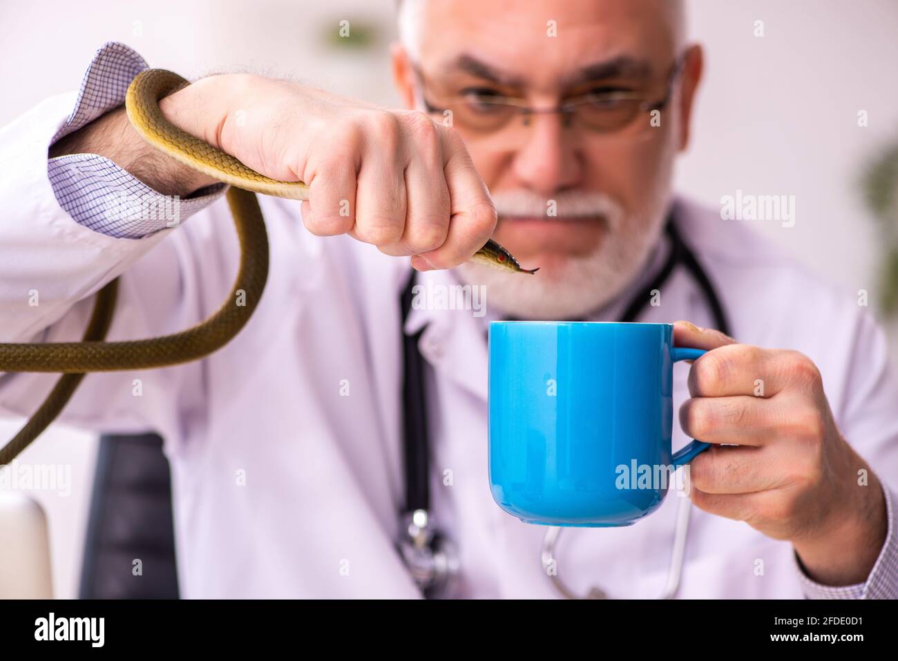 Aged male doctor holding snake at workplace Stock Photo - Alamy