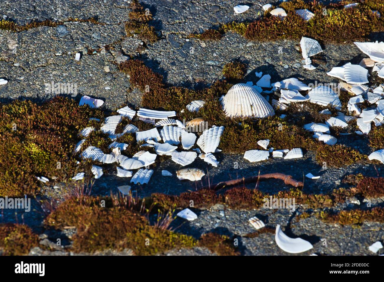 Seashell fragments hi-res stock photography and images - Alamy