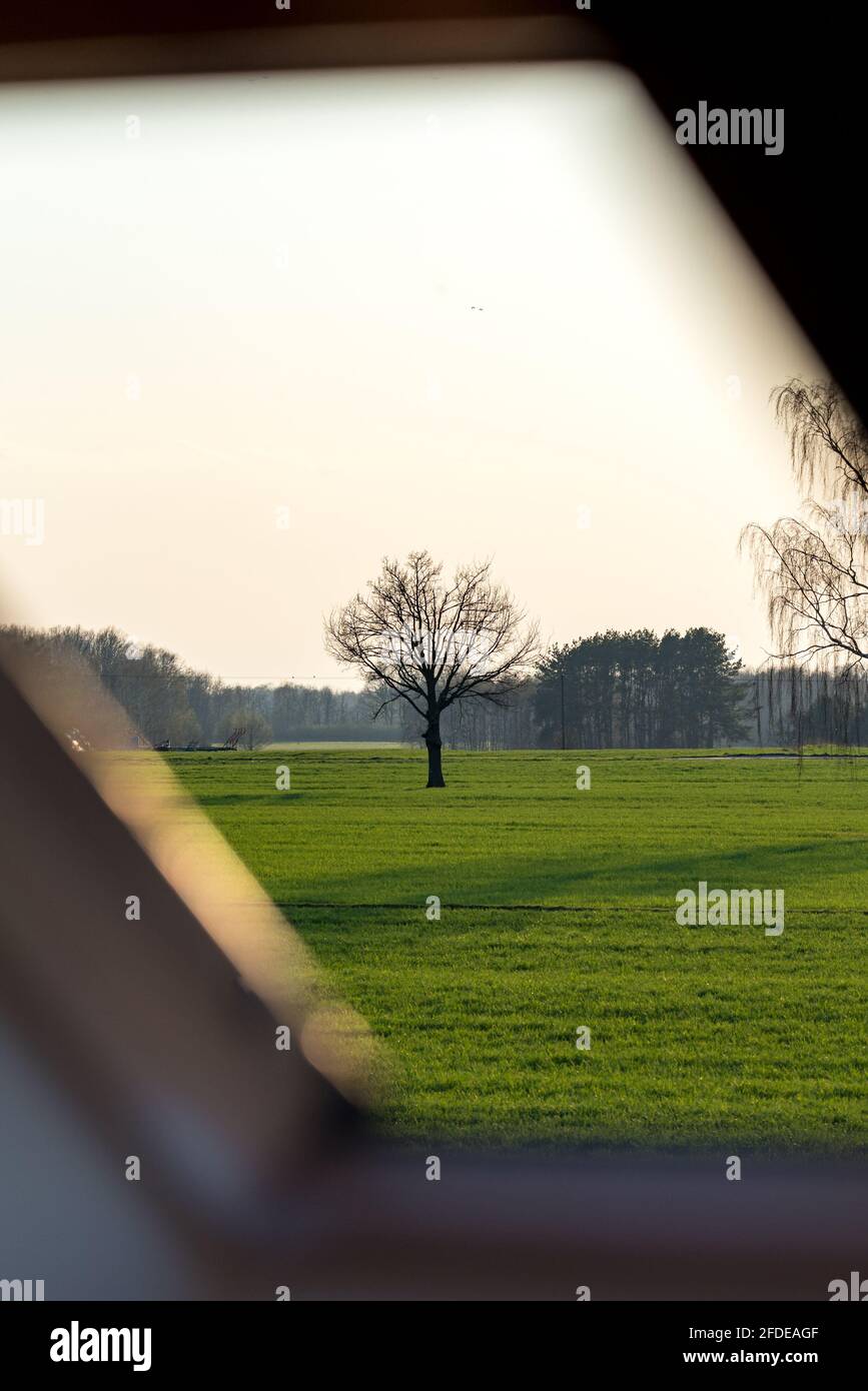 Early spring outside the window. A tree in the middle of a field with ...