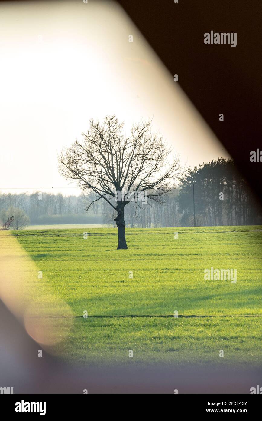 Early spring outside the window. A tree in the middle of a field with ...