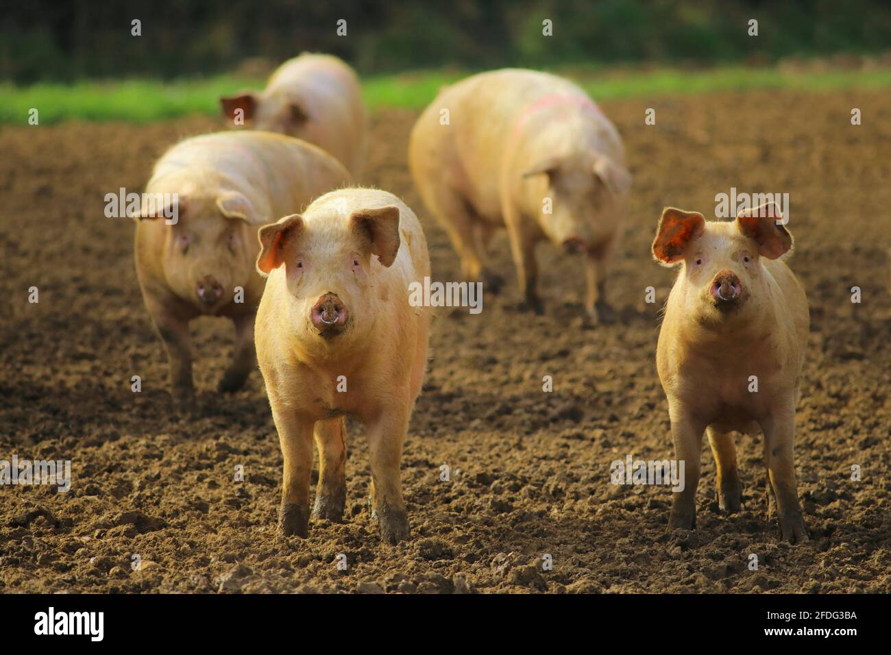 Pig farm in East Devon Stock Photo - Alamy