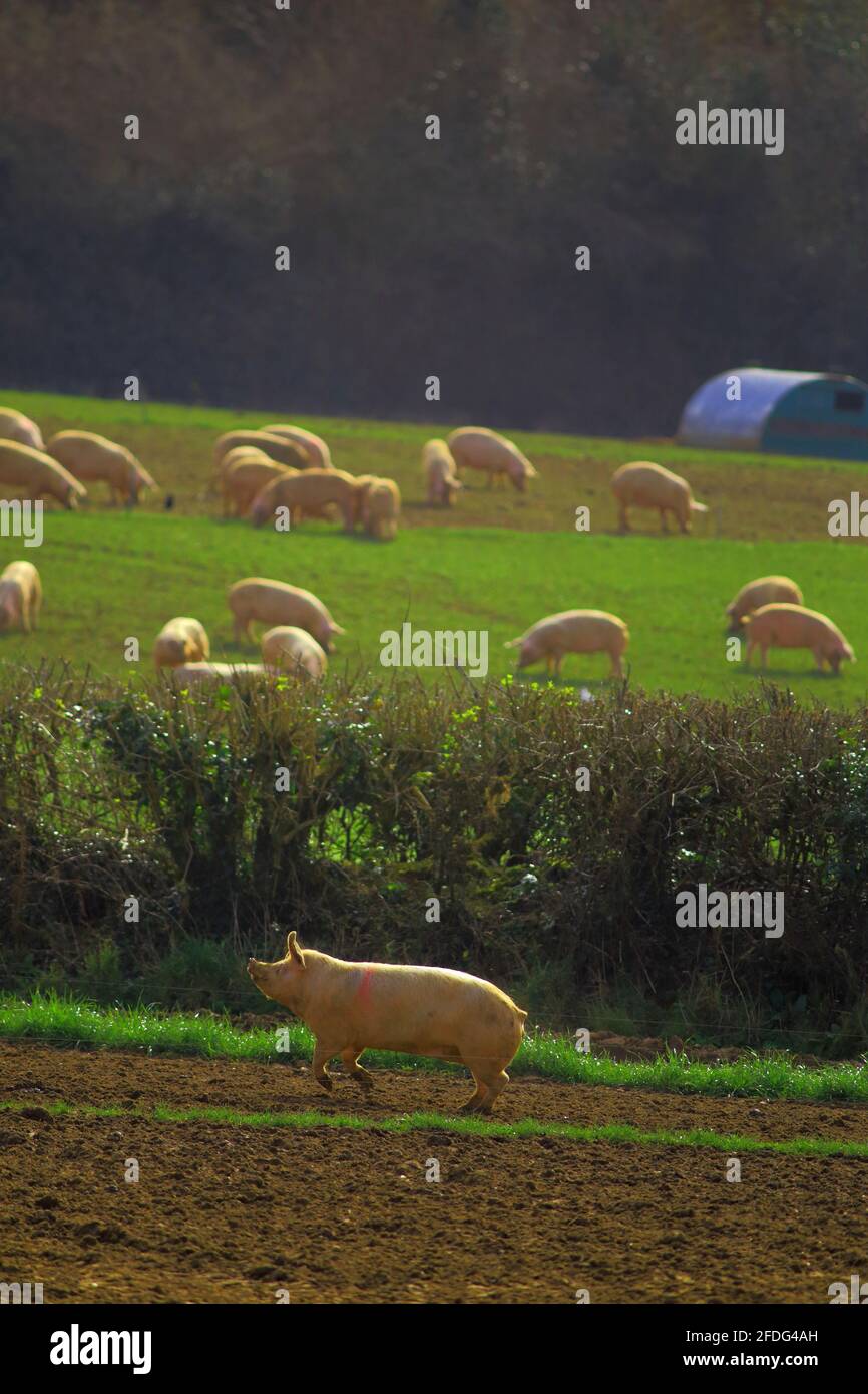 Pig farming british hi-res stock photography and images - Alamy