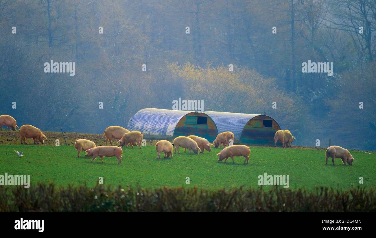 British pig farm hi-res stock photography and images - Alamy