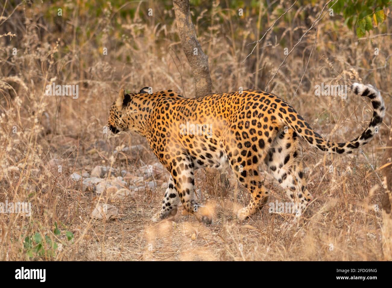 Side view of Indian wild leopard or panther walking in forest in ...
