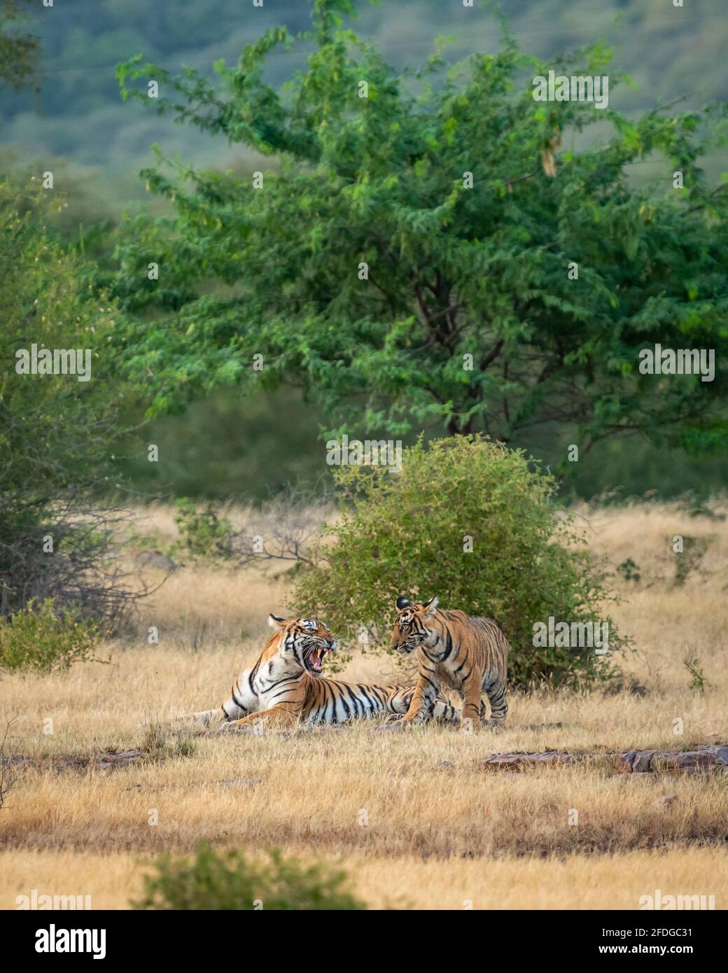angry mother wild female tiger showing anger on playful cub in natural ...