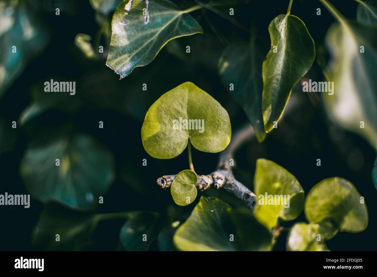 young flower of ivy, a typical vine in Spanish parks and gardens Stock ...
