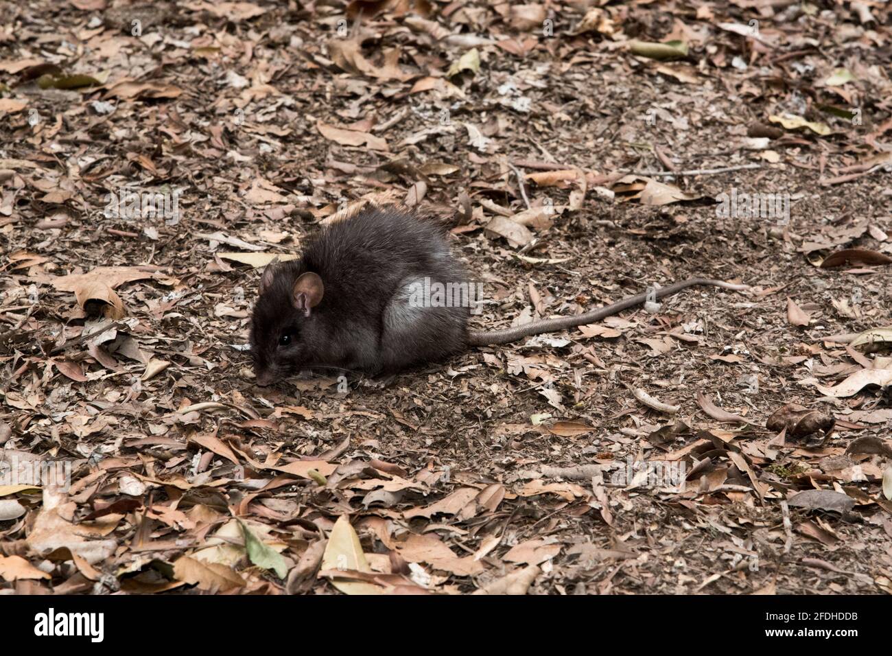 Black rat in subtropical laurel forest which covers the heights of La ...