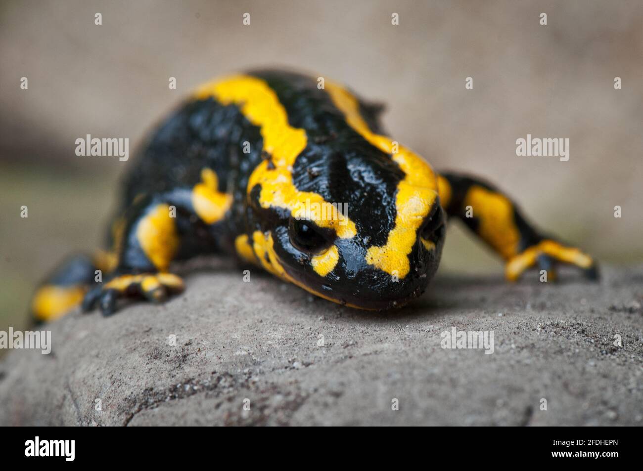Endangered Fire Salamander on a rock Stock Photo - Alamy
