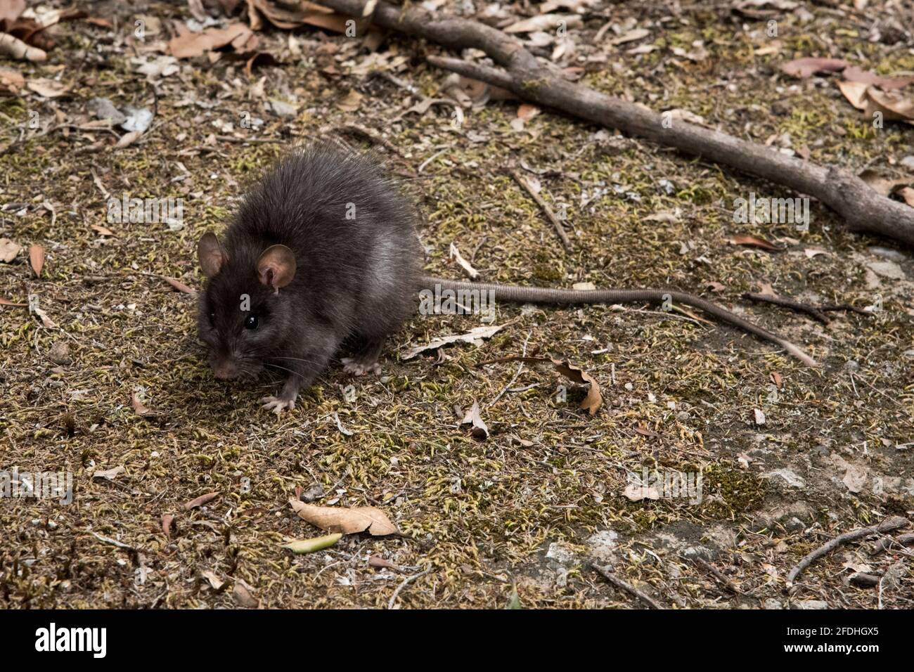Black rat in subtropical laurel forest which covers the heights of La ...